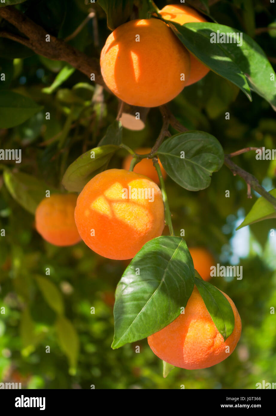 Orange plantation hi-res stock photography and images - Alamy