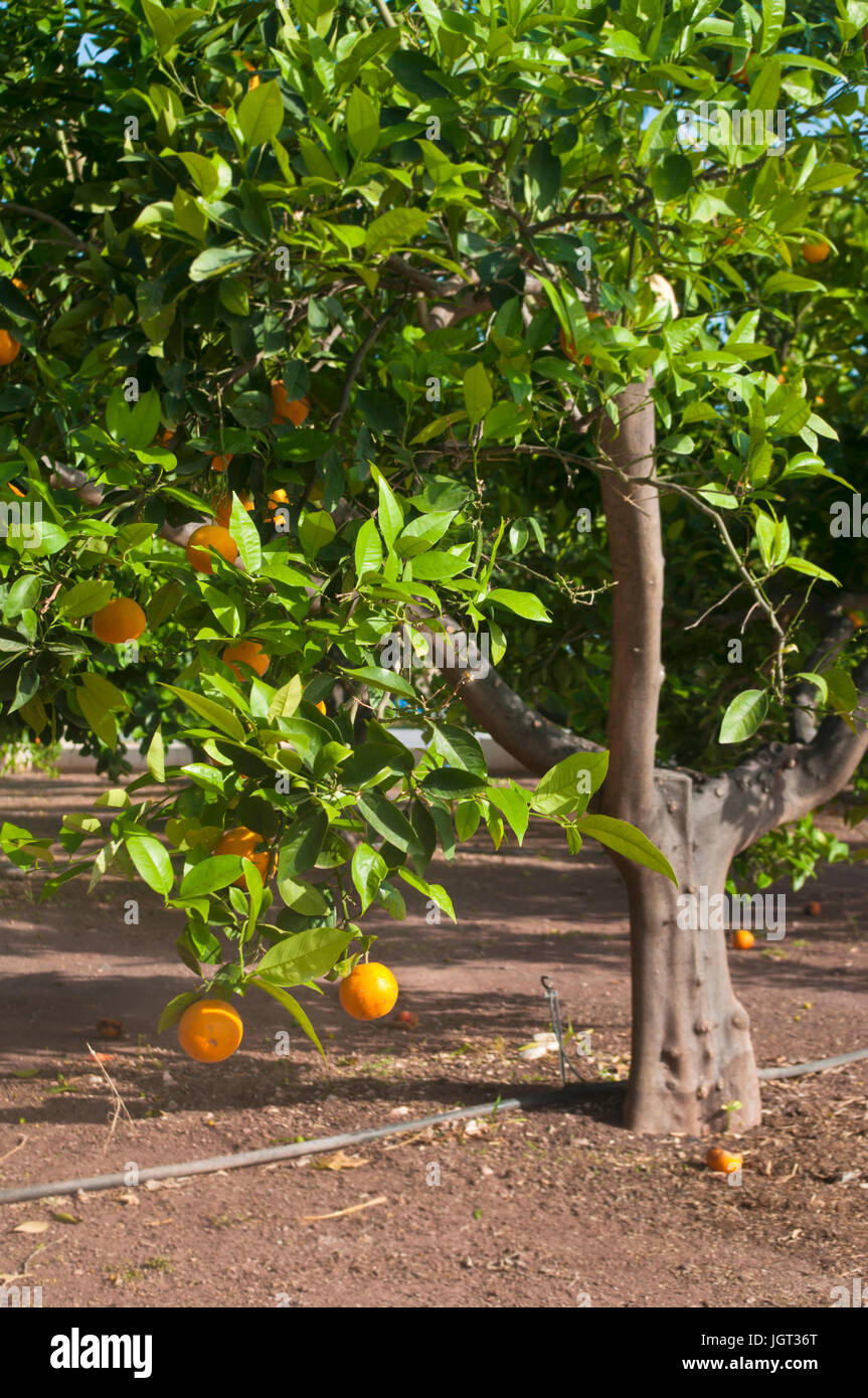 Plantation bay hi-res stock photography and images - Alamy