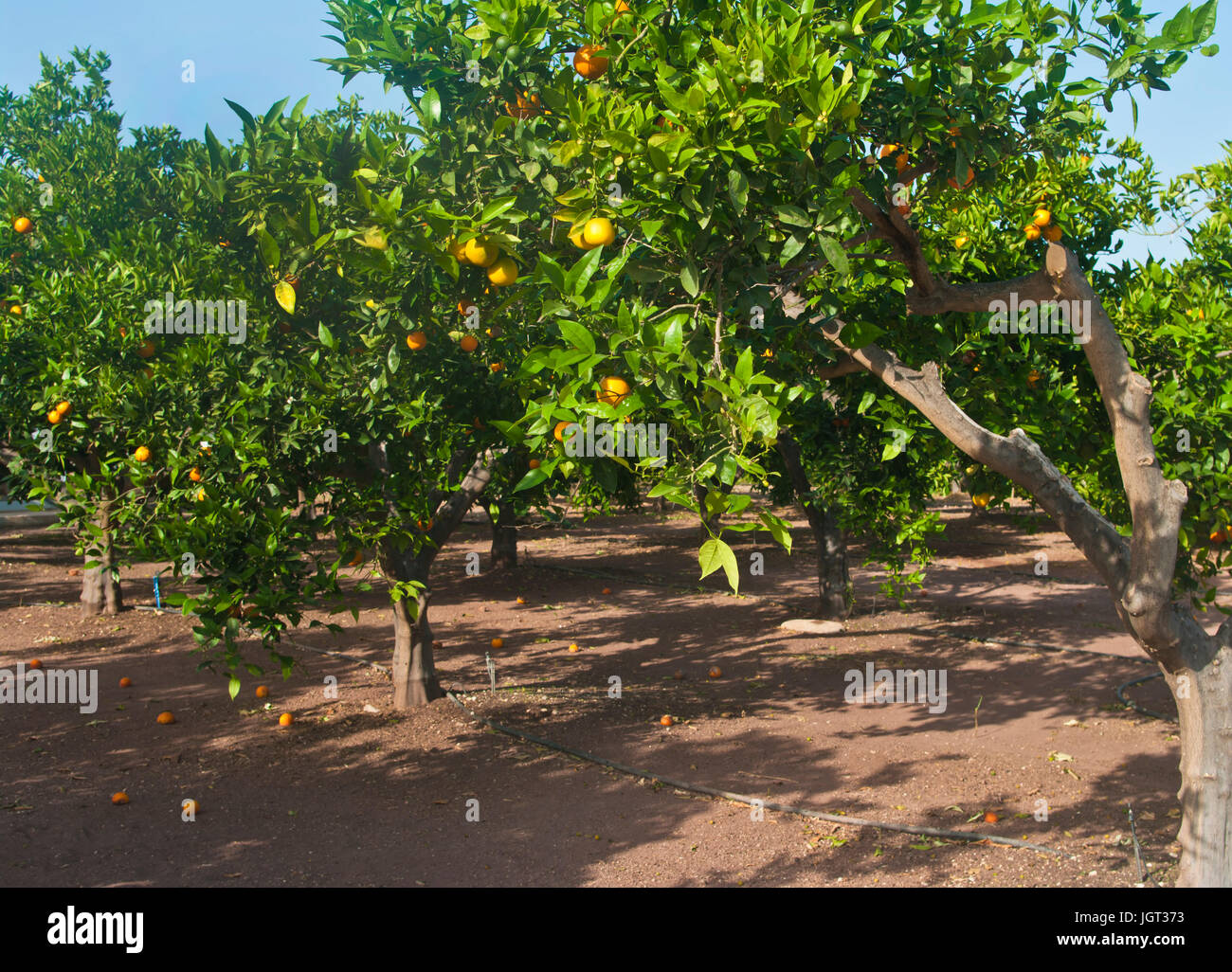 Plantation bay hi-res stock photography and images - Alamy
