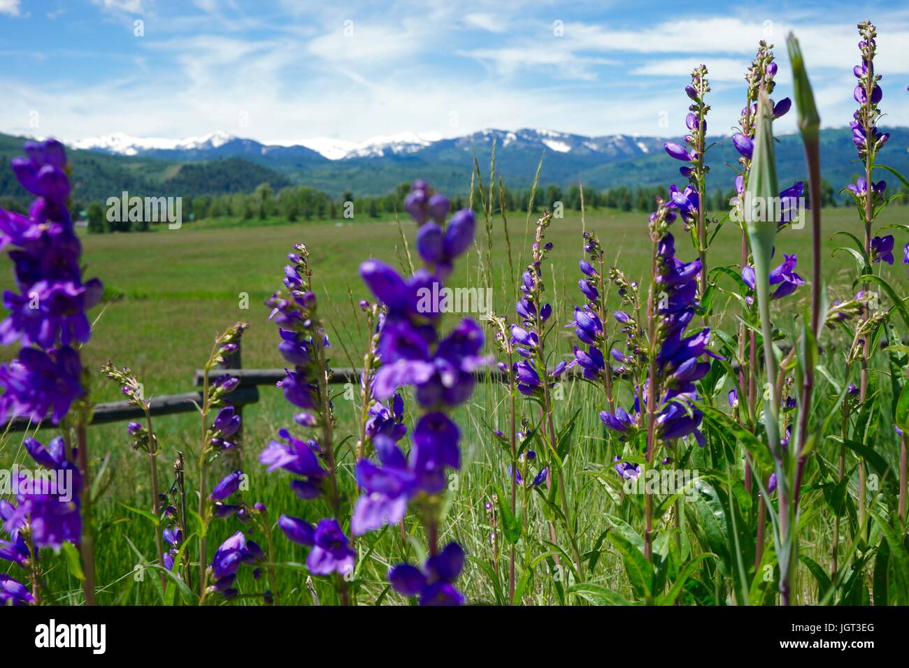 Purpler wildflowers with mountain background Stock Photo - Alamy