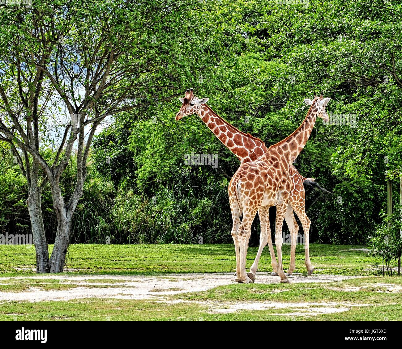 Walking together wild animals hi-res stock photography and images - Alamy