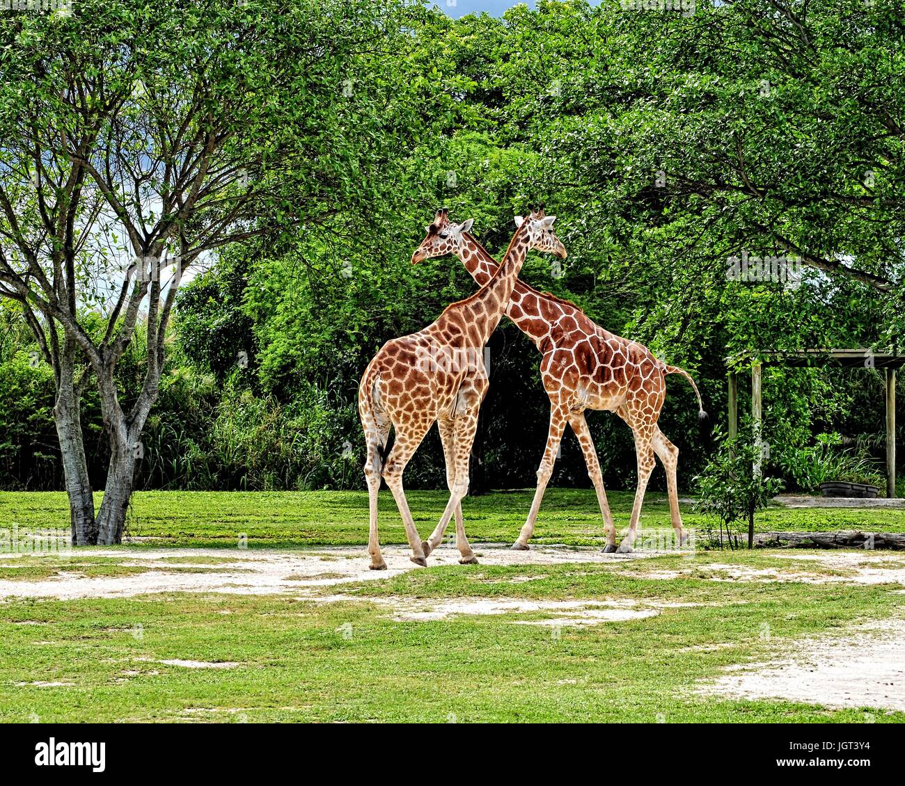 Walking together wild animals hi-res stock photography and images - Alamy
