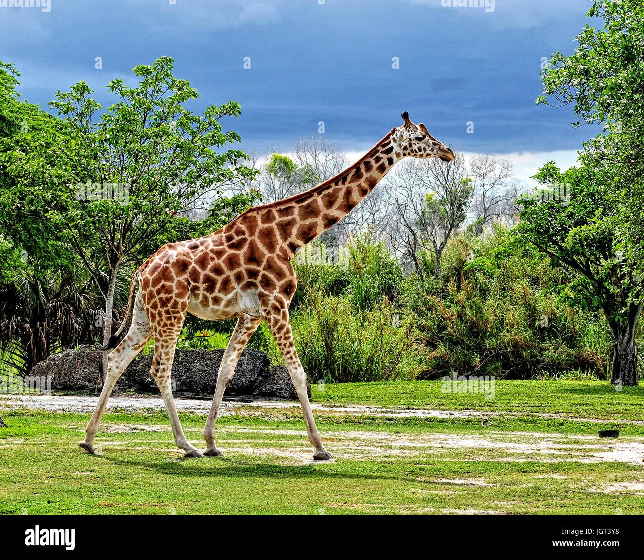 Giraffes In The Wild