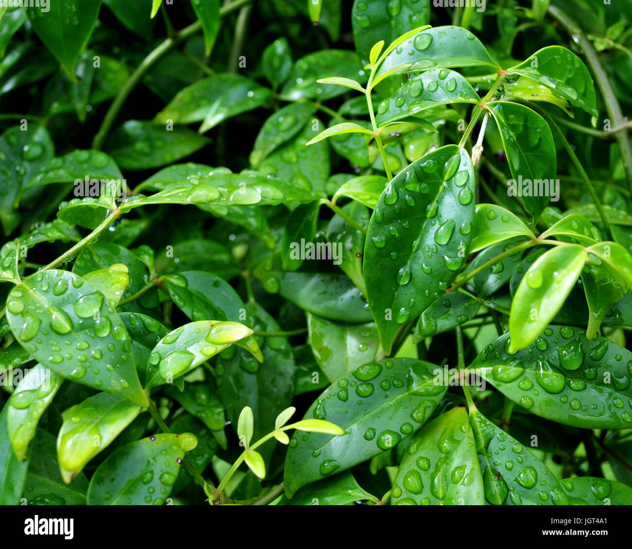 Rain drops on vine hi-res stock photography and images - Alamy