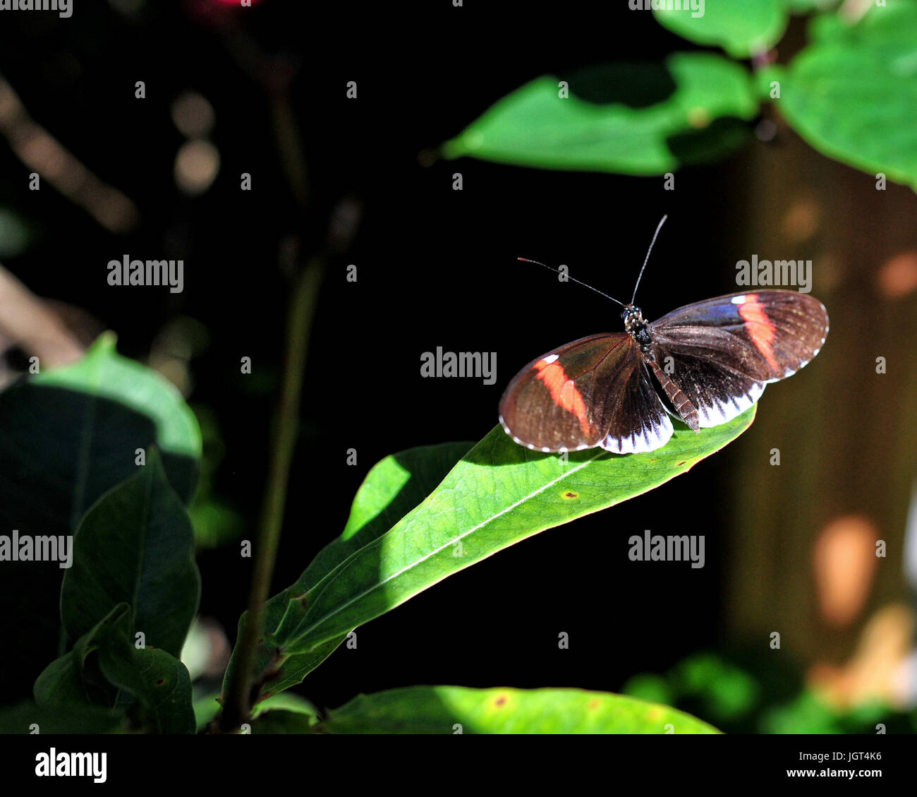 Asian moths hi-res stock photography and images - Alamy