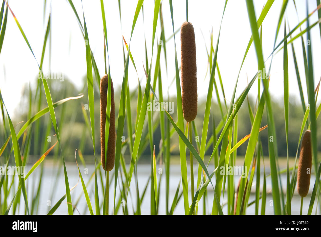 Cattails near Pond Stock Photo - Alamy