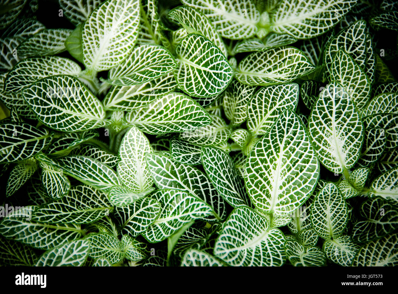 Green Variegated Leaves of the Mosaic Plant Stock Photo - Alamy