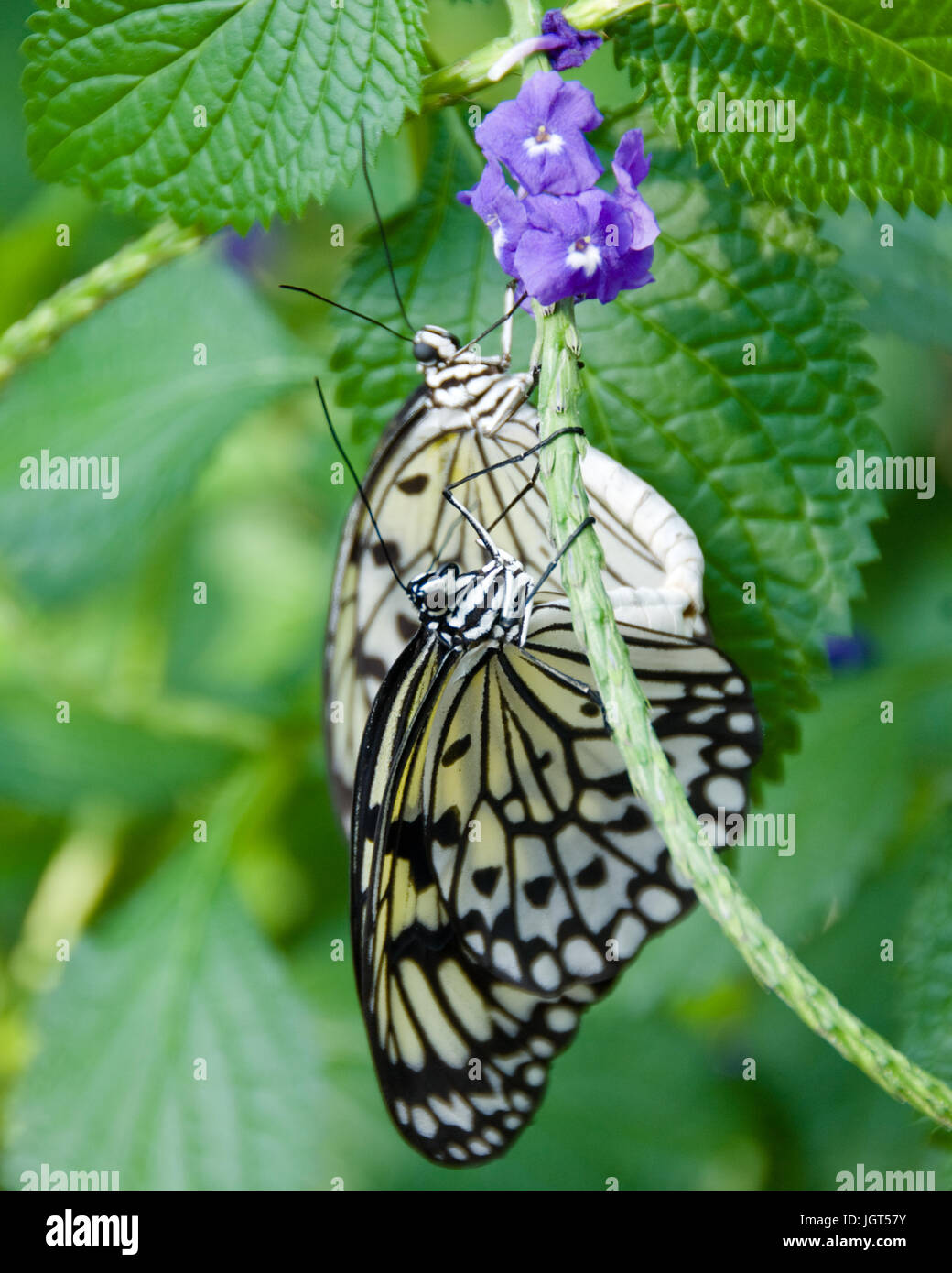 Mating Rice Paper Butterflies Stock Photo - Alamy