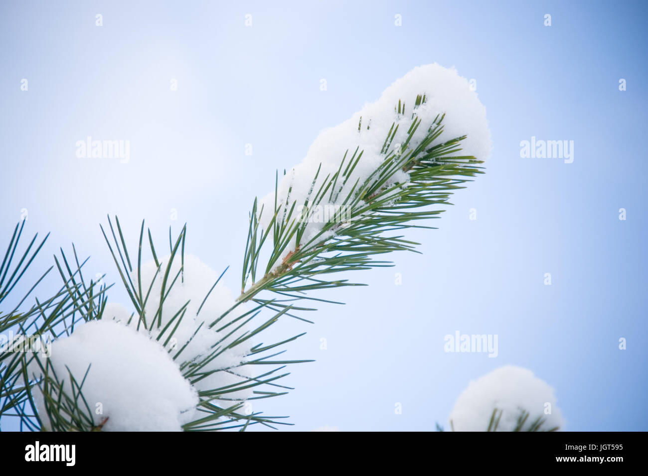Frozen pine bough hi-res stock photography and images - Alamy