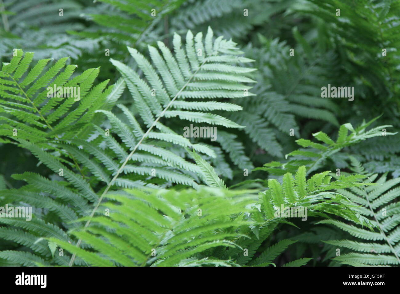 Green Fern Plants Stock Photo - Alamy