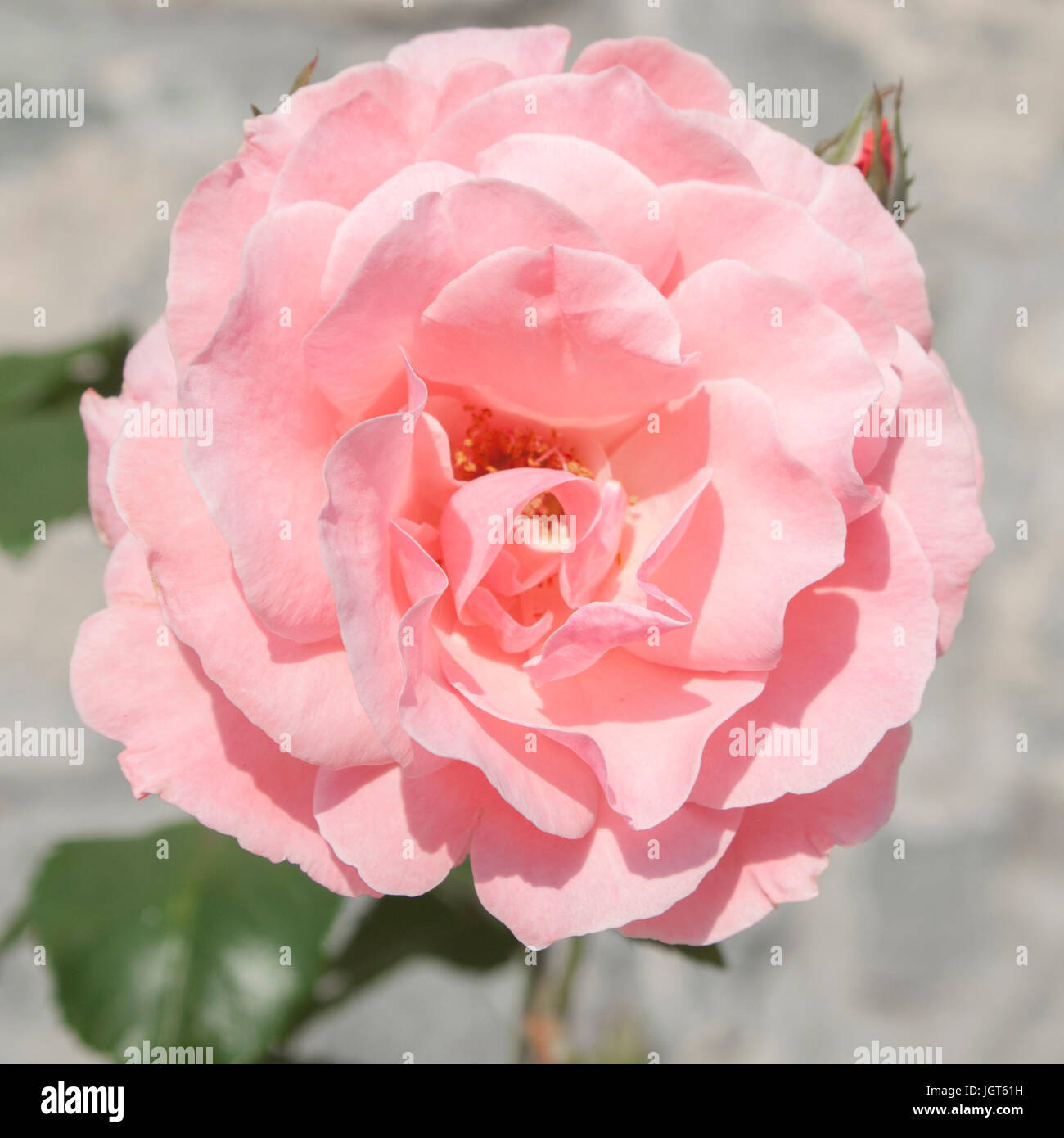 Pink Rose Flower. Rosa hybrid Stock Photo - Alamy