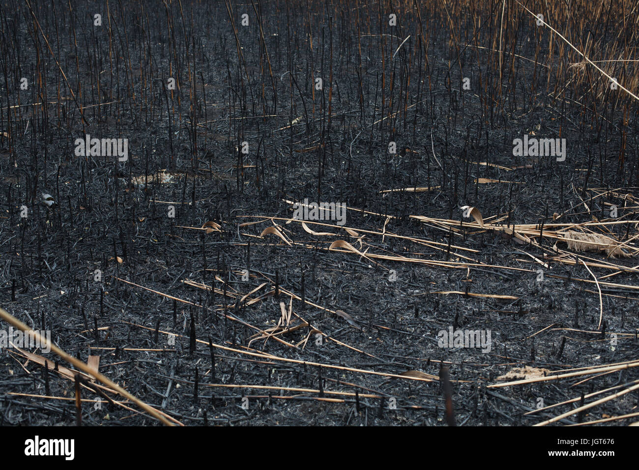 Closeup ashes after fire hi-res stock photography and images - Alamy