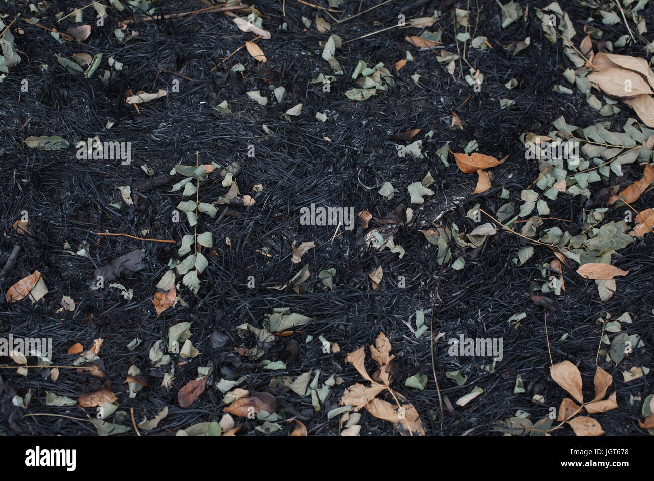 the leaves of the ash after the fire close up texture Stock Photo - Alamy
