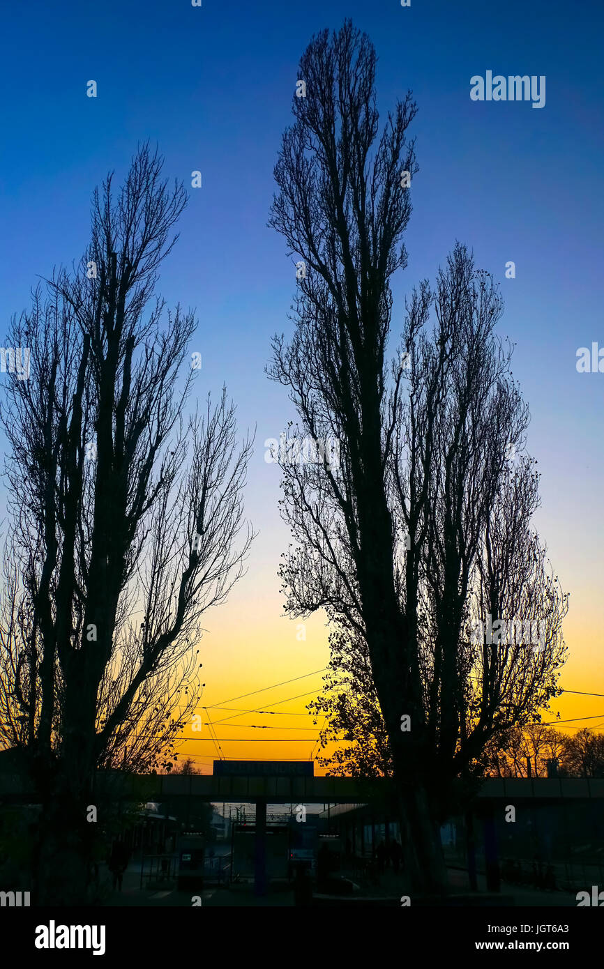 Two deciduous trees hi-res stock photography and images - Alamy