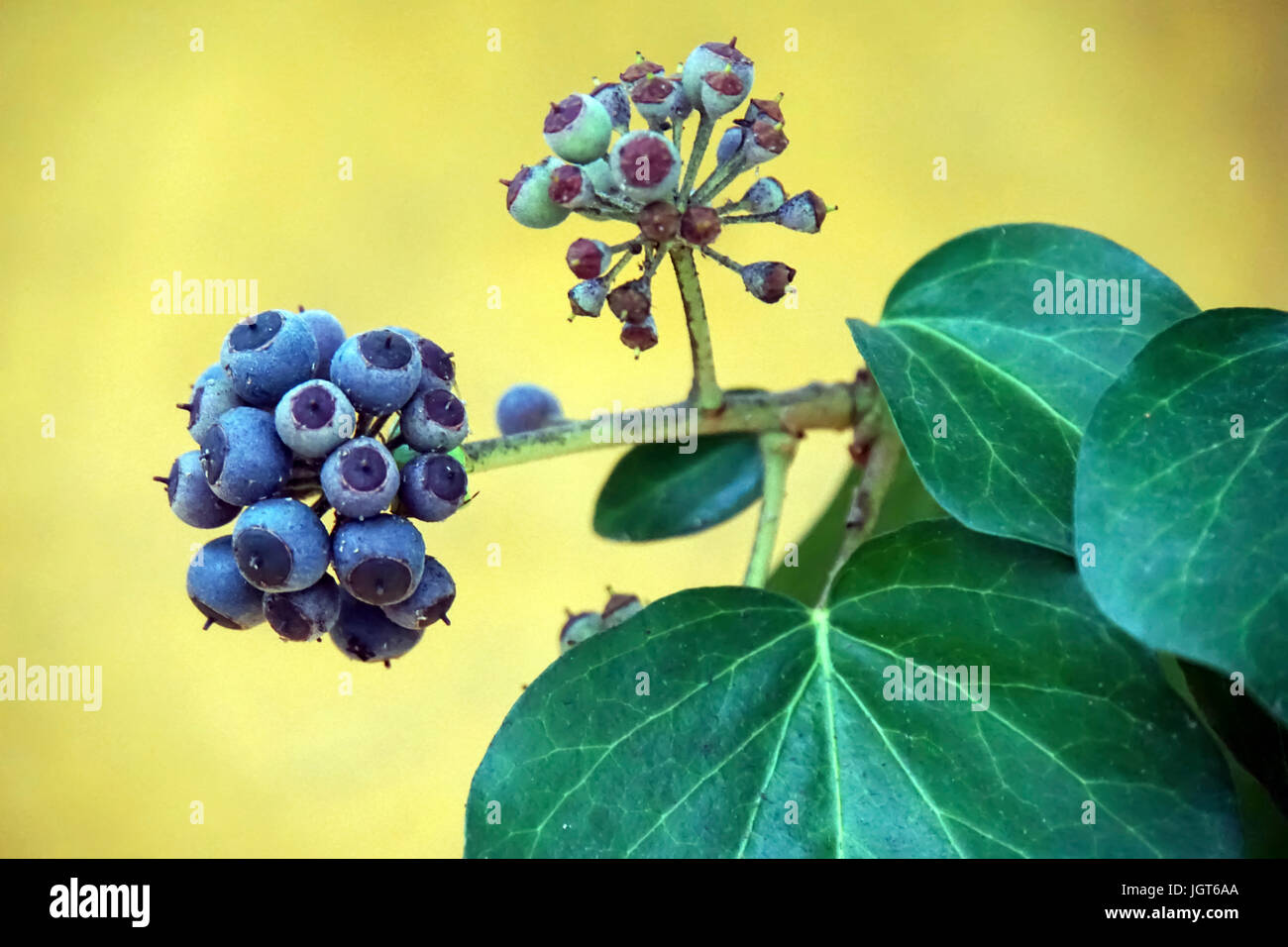 Cluster of purple berries hi-res stock photography and images - Alamy