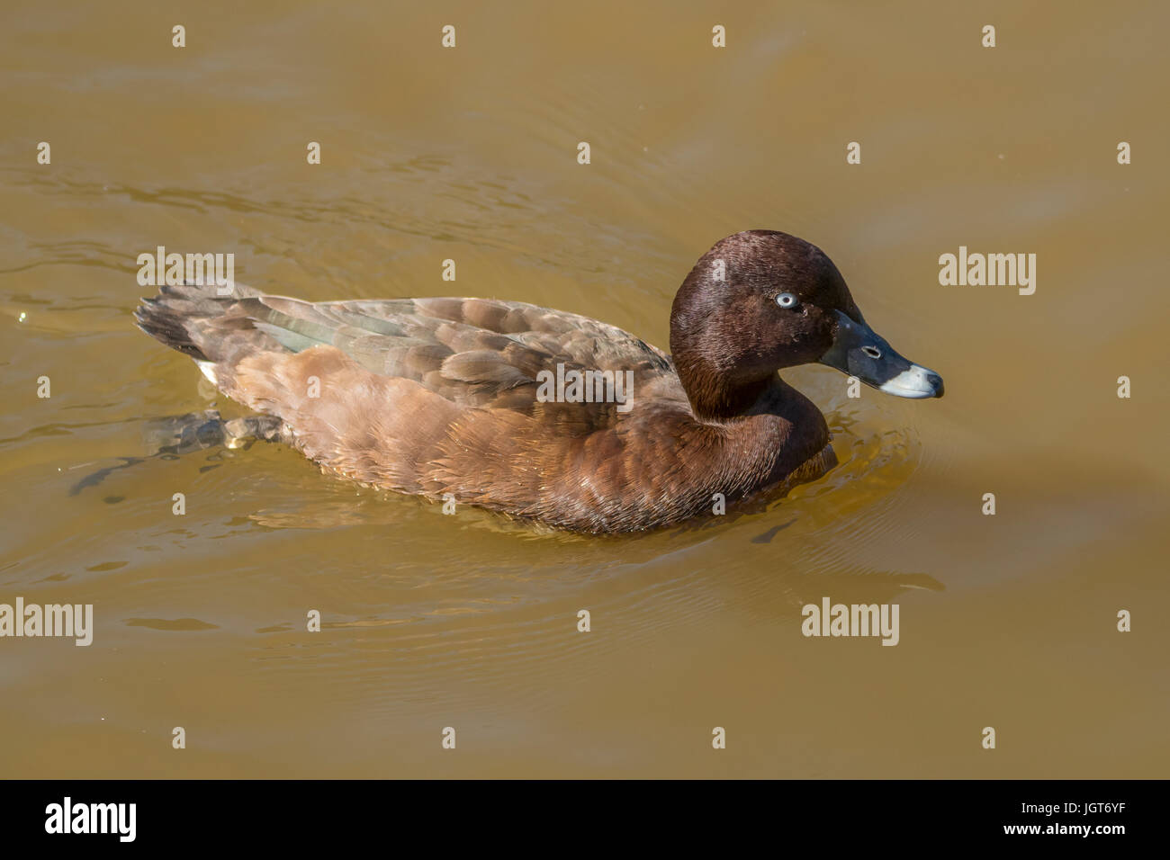 Hardhead Duck, Aythya australis at Toowoomba, Queensland, Australia ...