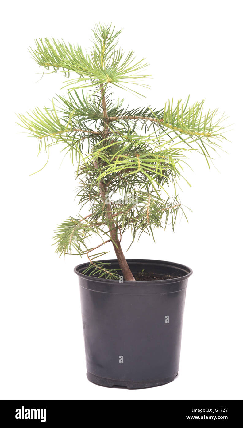 fir in a pot isolated on white background Stock Photo - Alamy