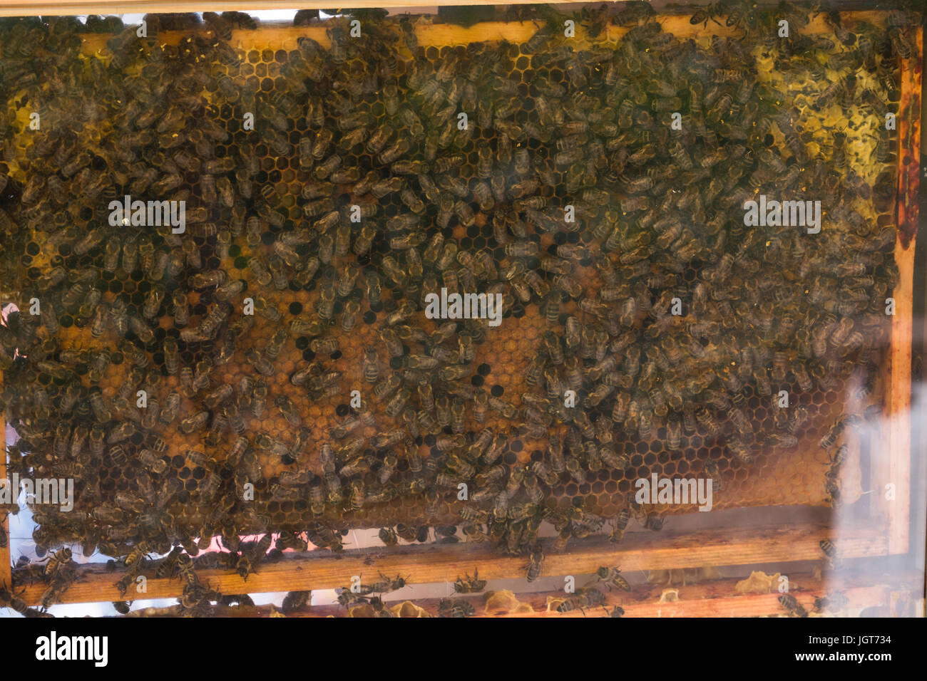 Close up of a bee colony on honeycomb in a bee farm. Selective focus ...