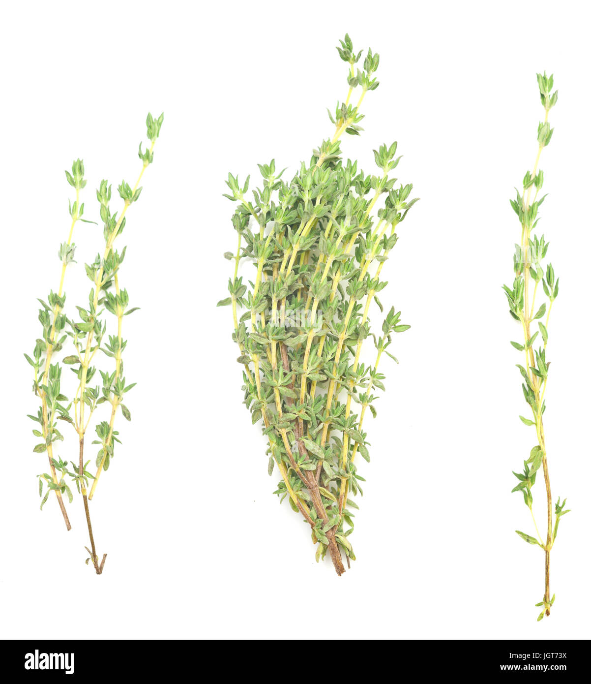 thyme isolated on white background Stock Photo - Alamy