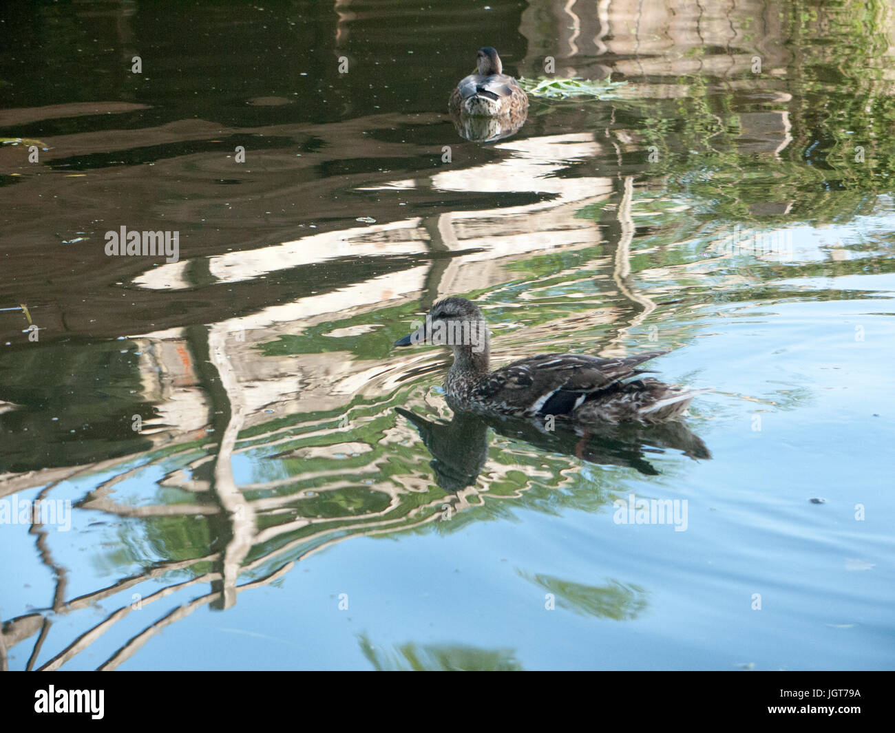Top view female mallard duck hi-res stock photography and images - Alamy