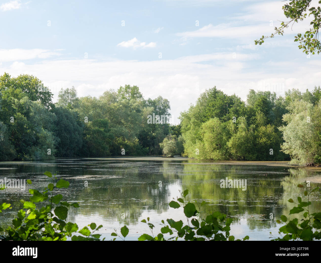 a summer lake side view with trees, clouds, algae, and reflections ...