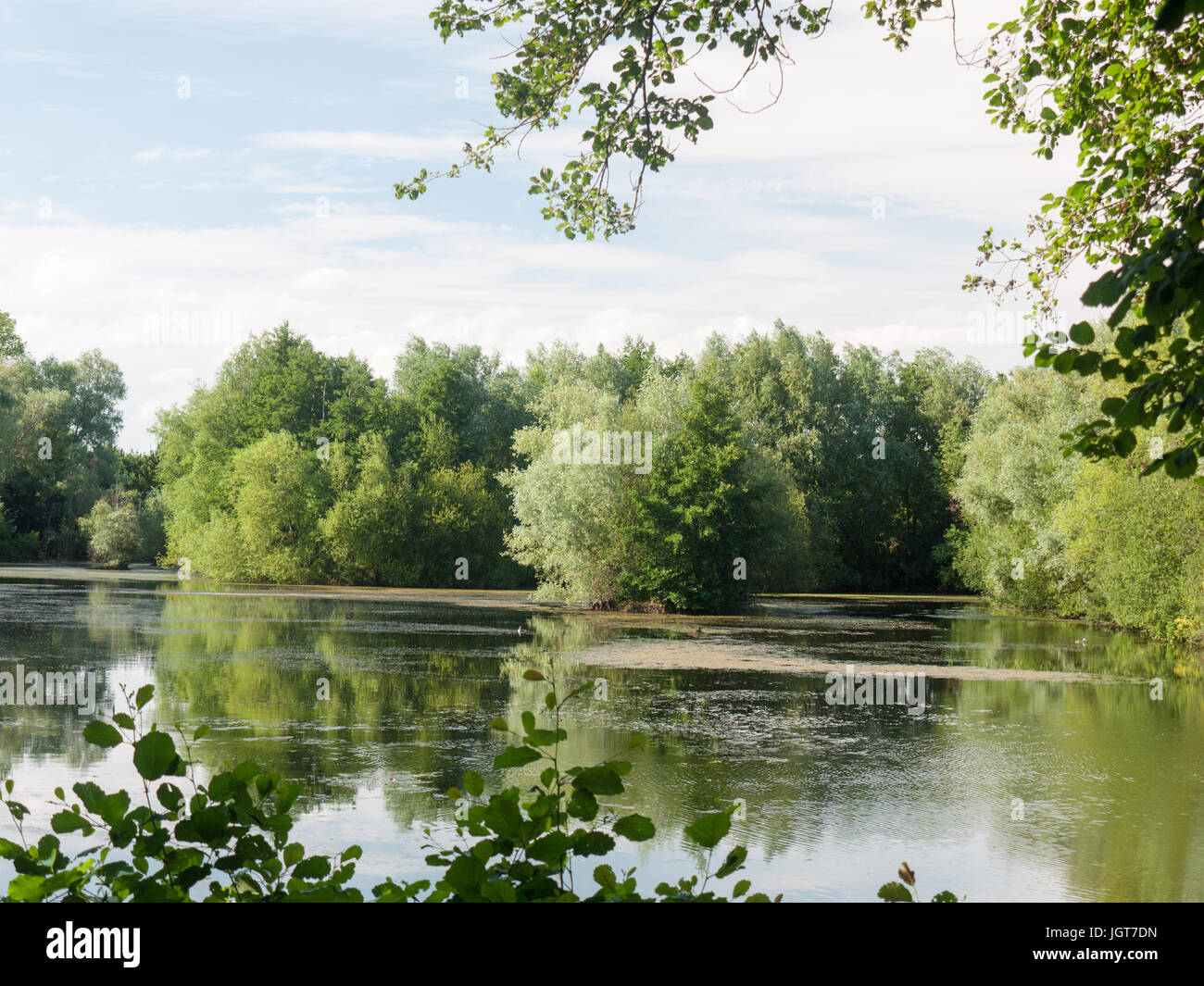 a summer lake side view with trees, clouds, algae, and reflections ...
