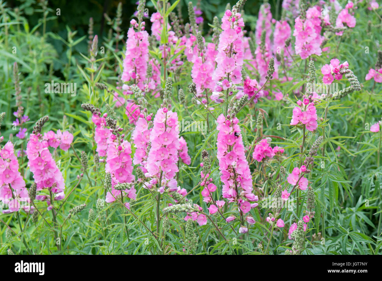 pink prairie mallow - Sidalcea sussex beauty Stock Photo - Alamy