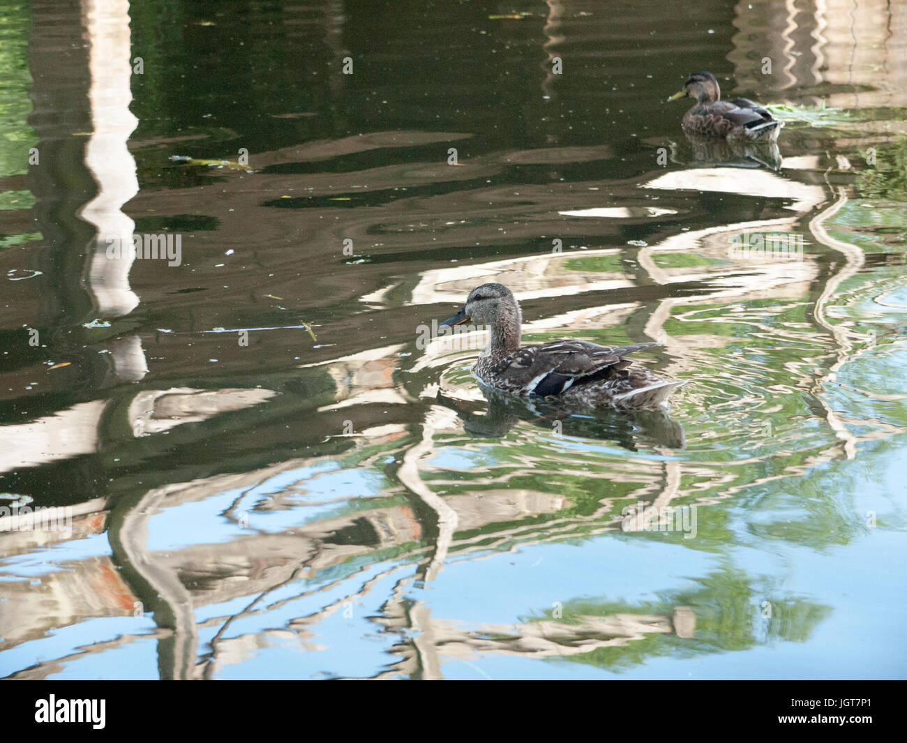 Top view female mallard duck hi-res stock photography and images - Alamy