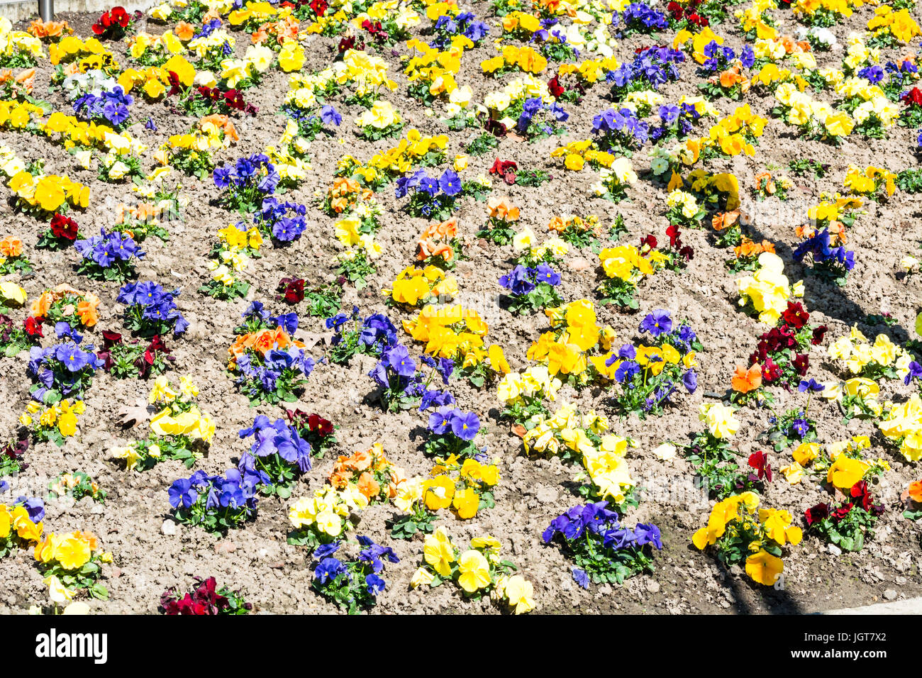 Mixed Pansies in the flowerbed Stock Photo - Alamy