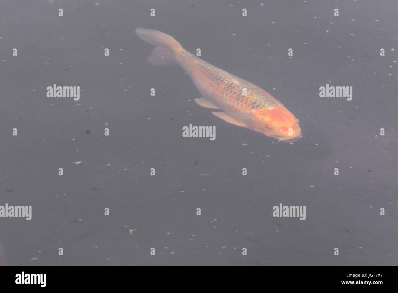 Colorful beautiful carp, Koi carp in a natural pond Stock Photo - Alamy