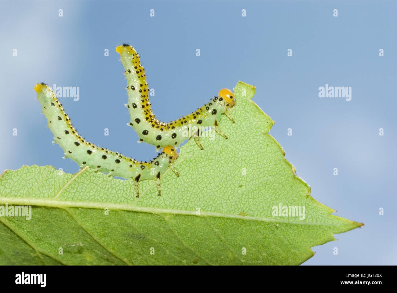 Large Rose Sawfly Larvae Stock Photo - Alamy