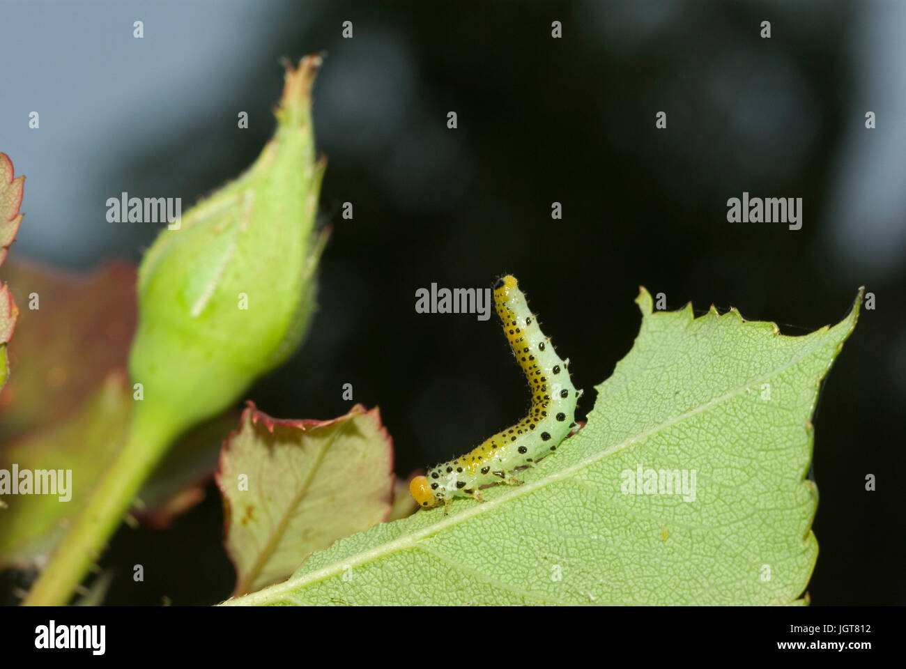 Large Rose Sawfly Larvae Stock Photo - Alamy