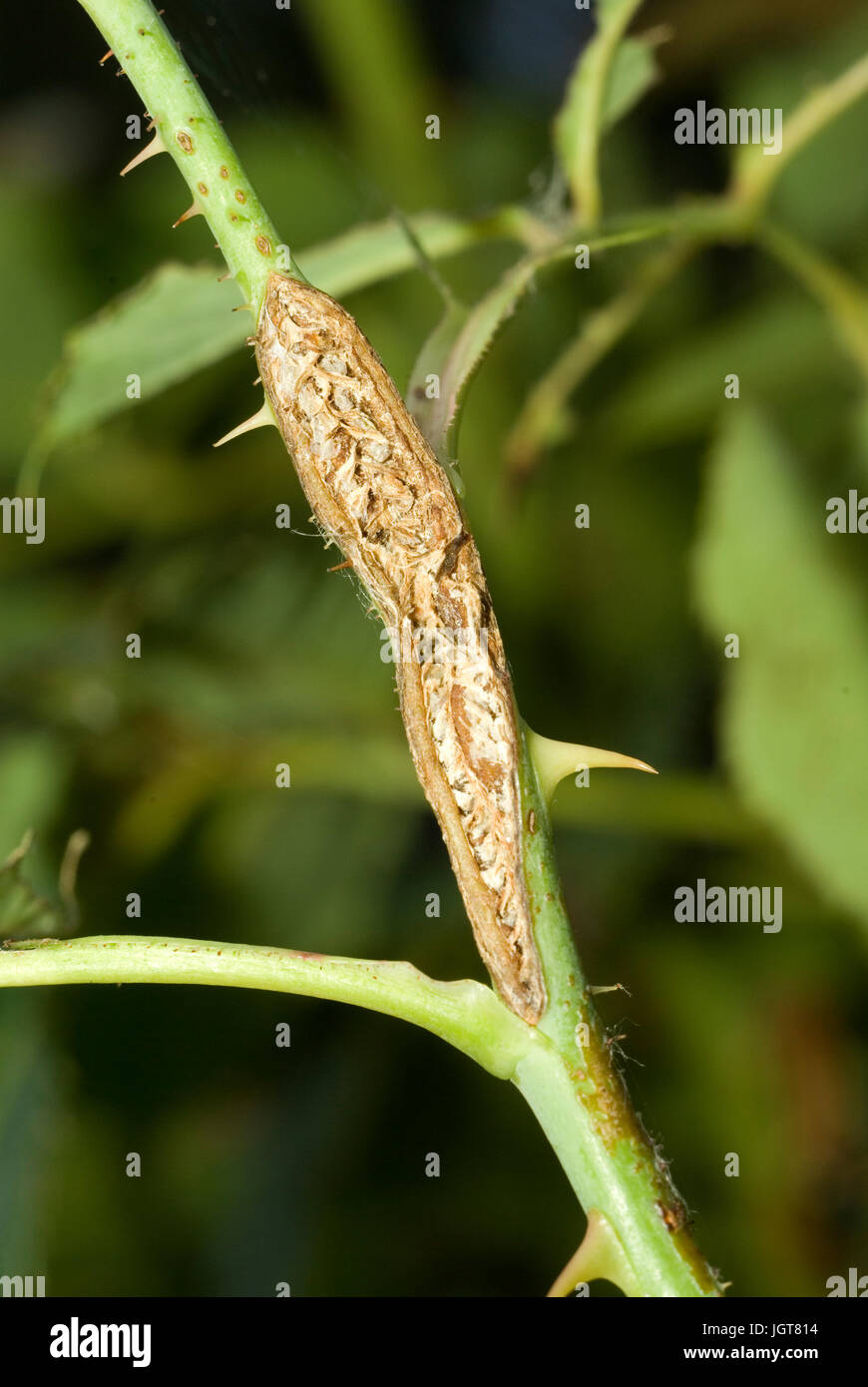 Sawfly Damage High Resolution Stock Photography and Images - Alamy