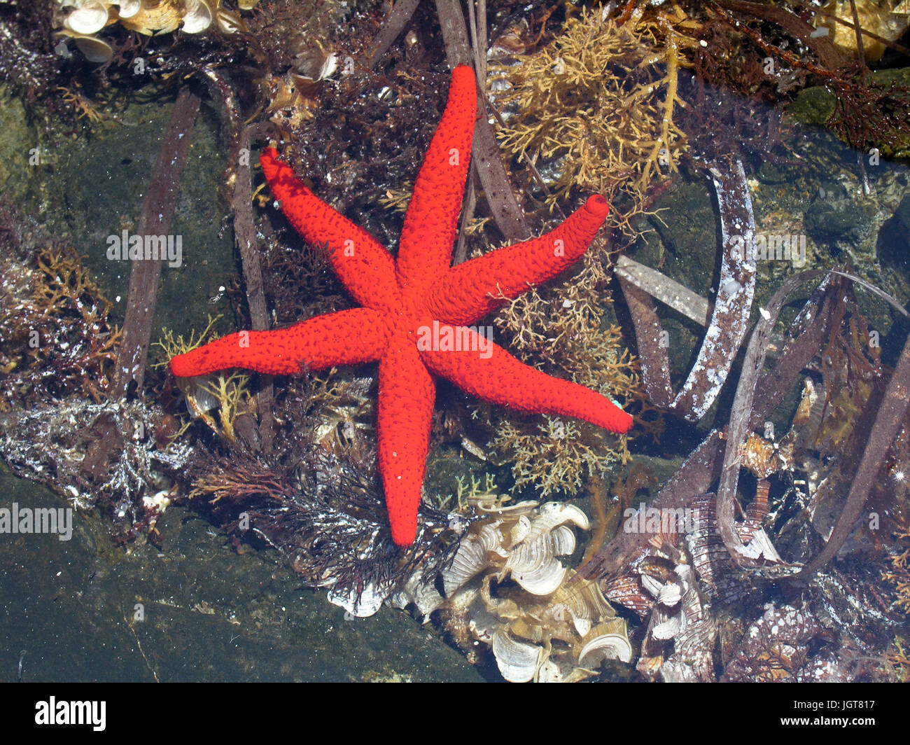 Red starfish greece hi-res stock photography and images - Alamy