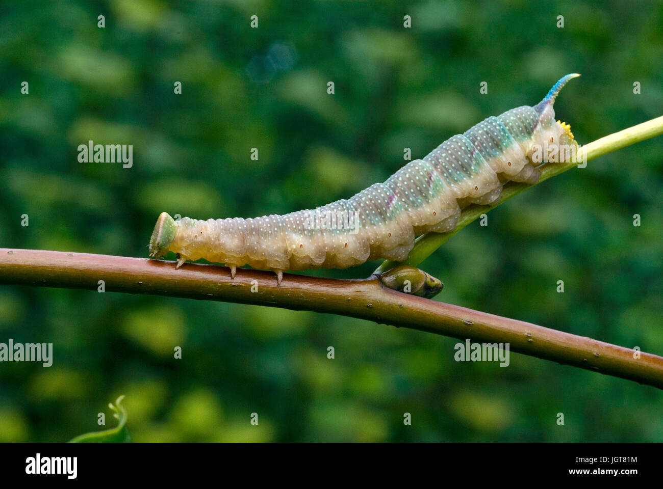 Lime Hawk Moth Caterpillar Stock Photo - Alamy