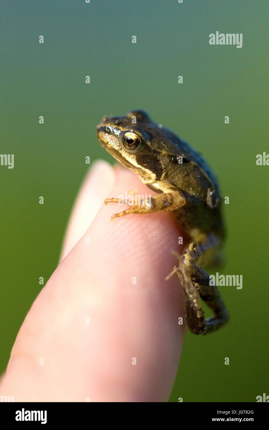 Juvenile Common Frog Stock Photo - Alamy