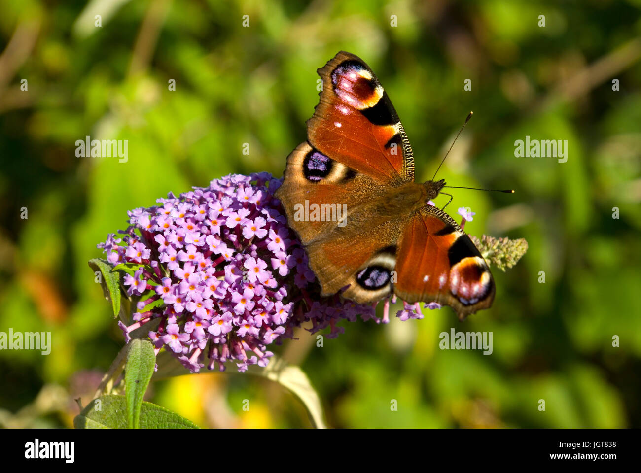 Butterfly sunshine hi-res stock photography and images - Alamy