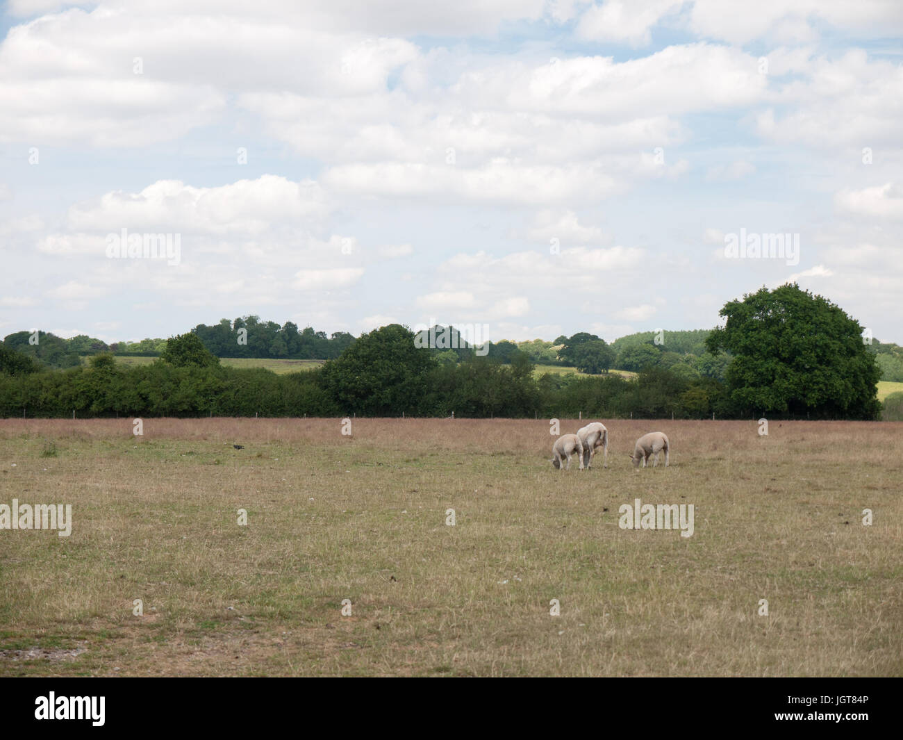 Suffolk farming landscape scenery hi-res stock photography and images ...