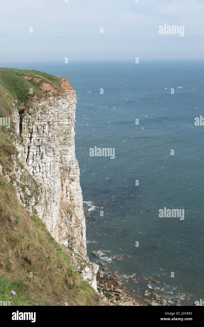 RSPB Nature Reserve at Bempton Cliffs, East Riding of Yorkshire, UK ...