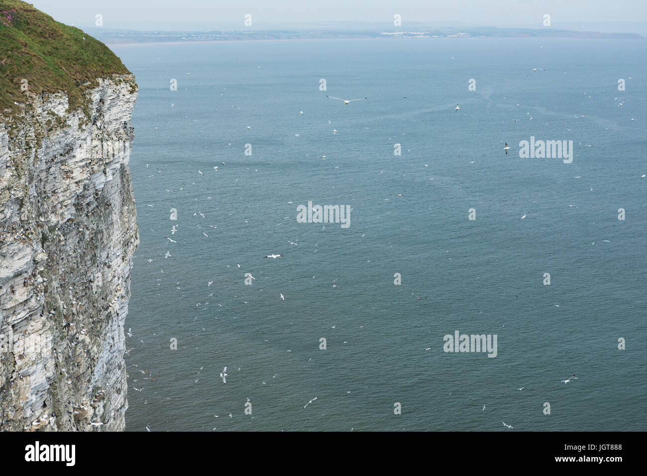 RSPB Nature Reserve at Bempton Cliffs, East Riding of Yorkshire, UK ...