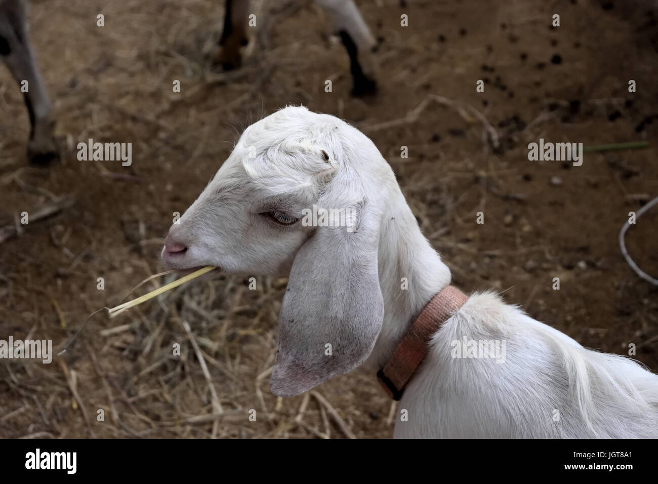 Goat tongue hi-res stock photography and images - Alamy
