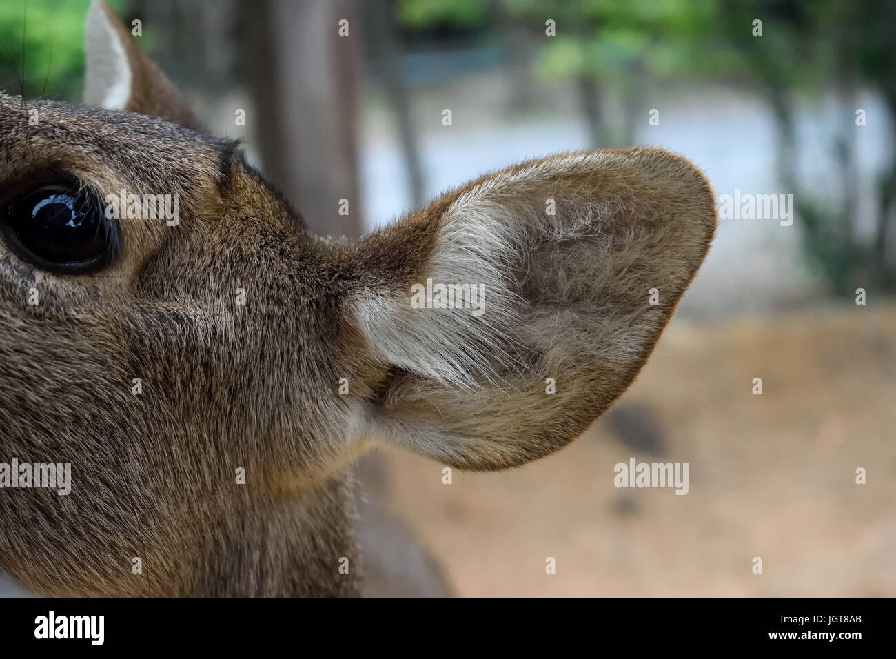 Doe eyes hi-res stock photography and images - Alamy