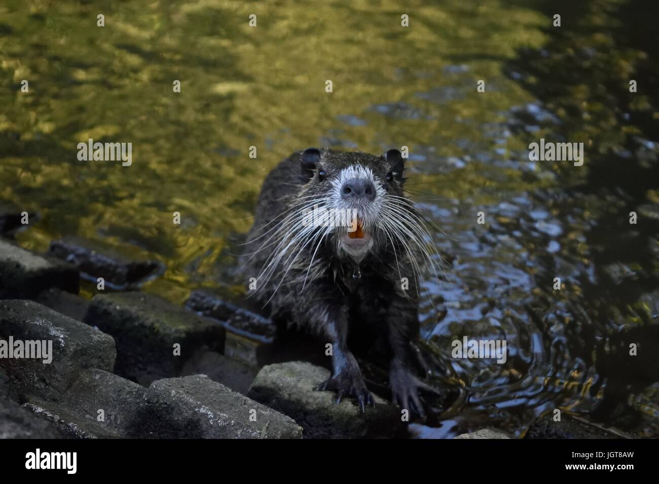 Curious nutria hi-res stock photography and images - Alamy
