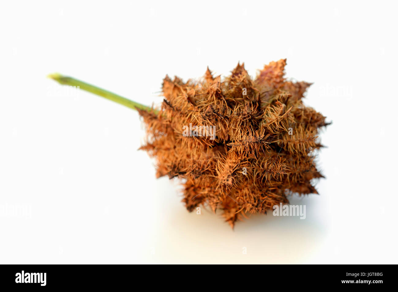 Common Liquorice / (Glycyrrhiza glabra, Glycyrrhiza glandulifera ...