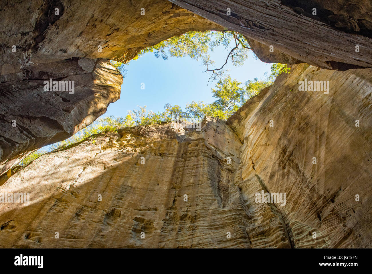 Looking Up in the Amphitheatre, Carnarvon Gorge, Queensland, Australia ...