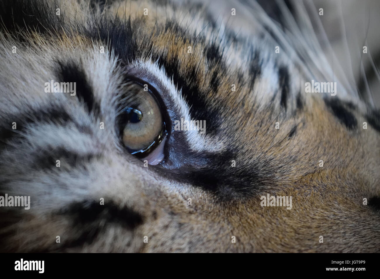 Eye of the tiger Stock Photo - Alamy