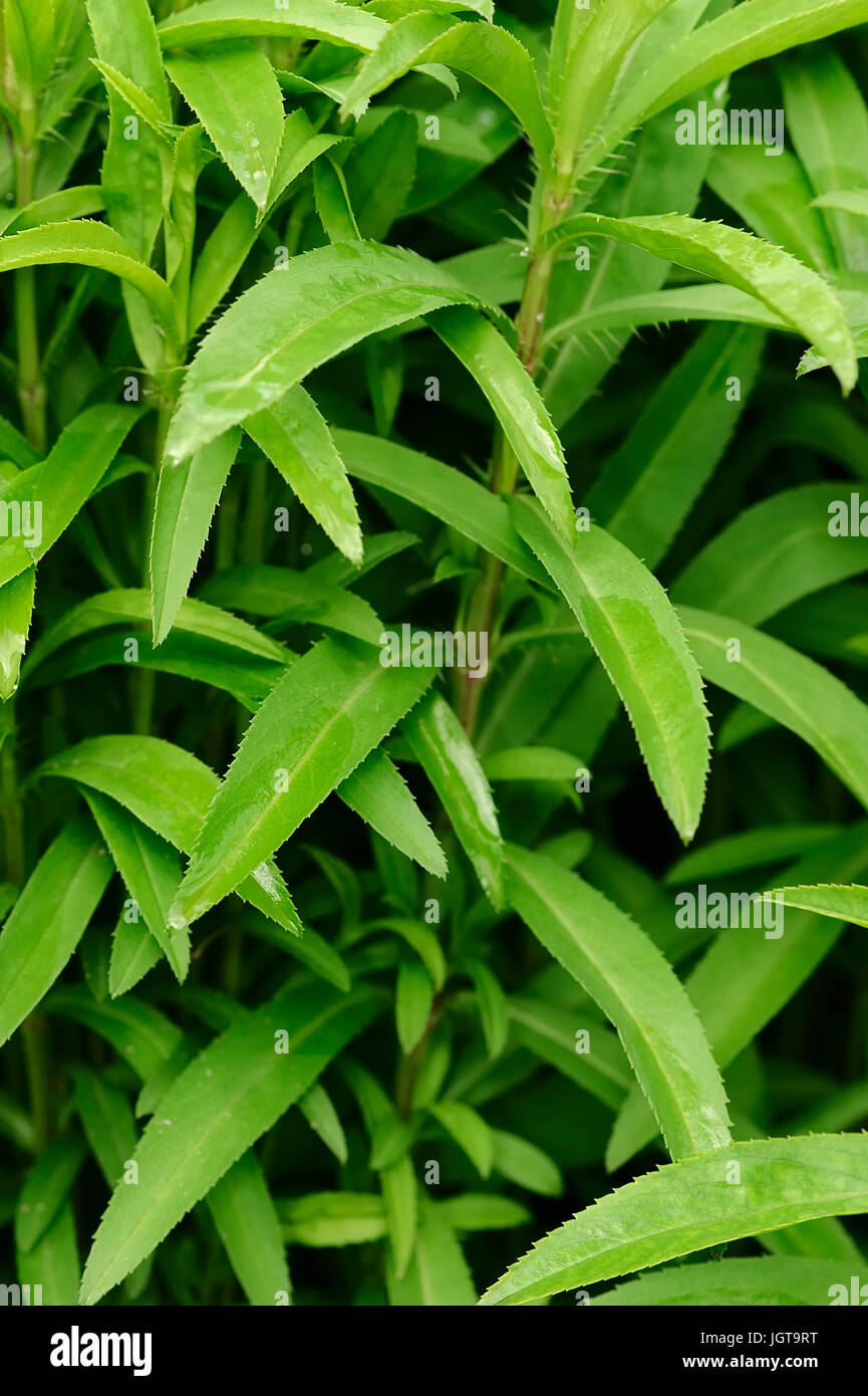 Mexican Tarragon / (Tagetes lucida) / Mexican Marigold, Sweet Marigold ...