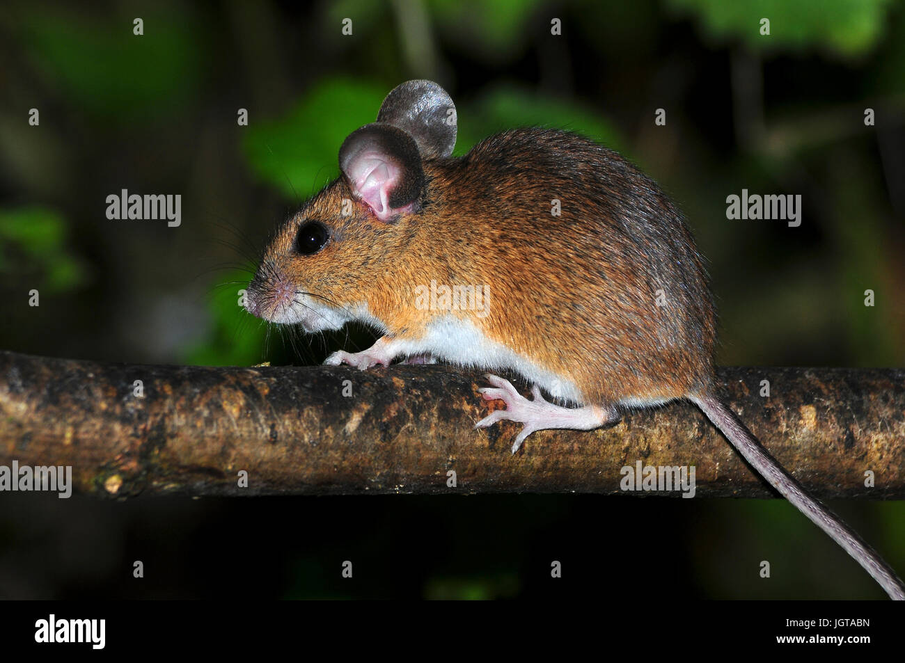 Adult wood mouse hi-res stock photography and images - Alamy