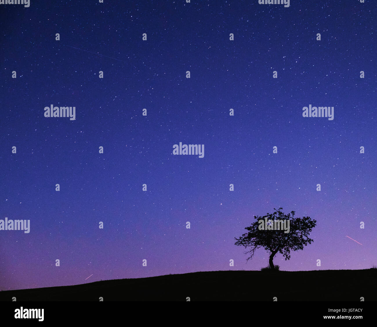 Apple tree on stary night Stock Photo - Alamy