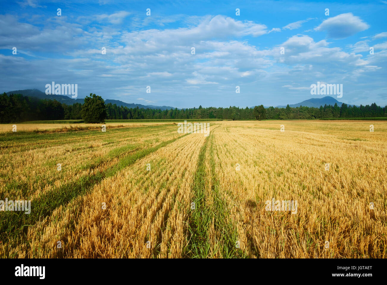 A freshly cut field of wheat Stock Photo - Alamy